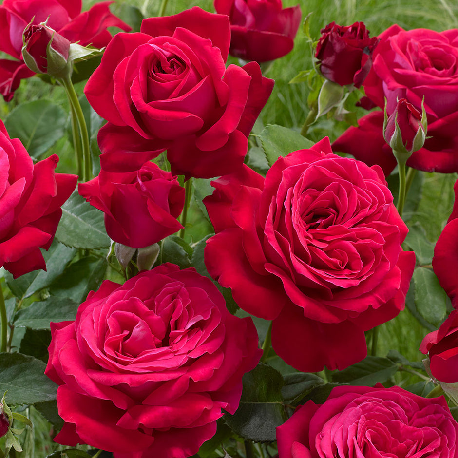Rozes – Dārzs zem Saules
